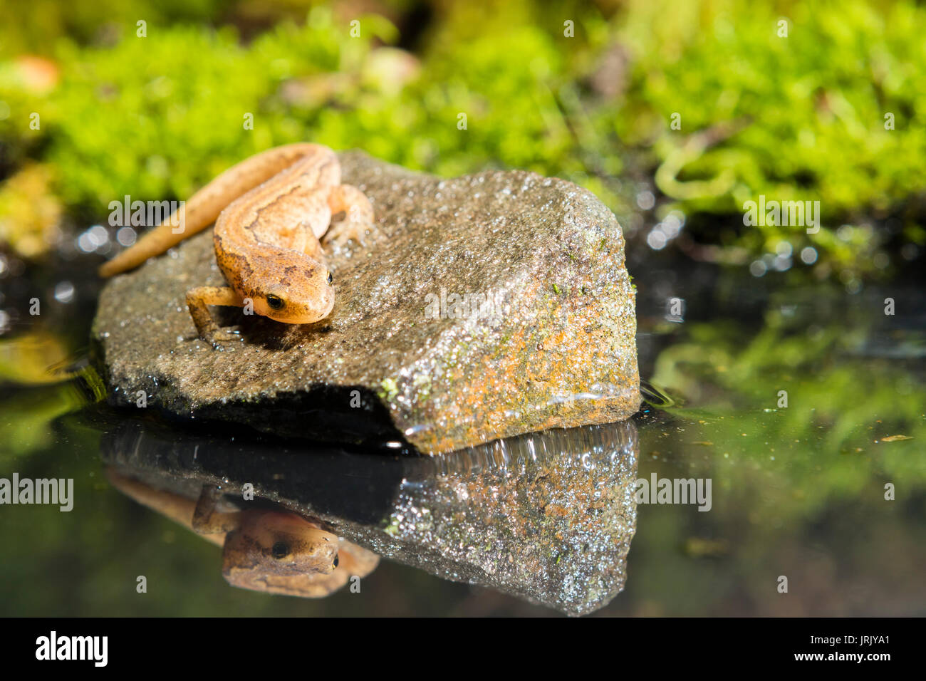 Smooth newt in a natural environment with water and reflections Stock ...
