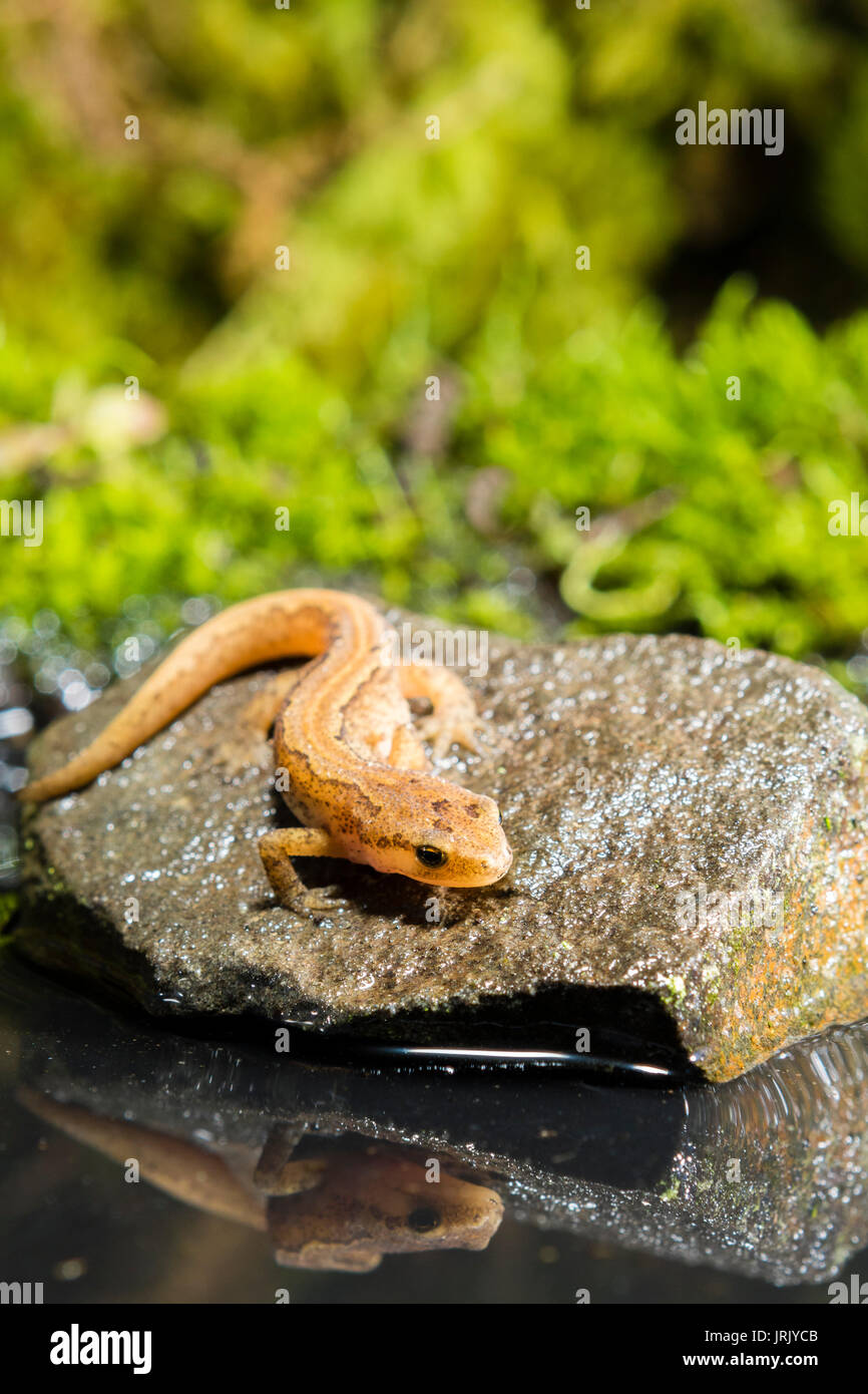 Smooth newt in a natural environment with water and reflections Stock ...