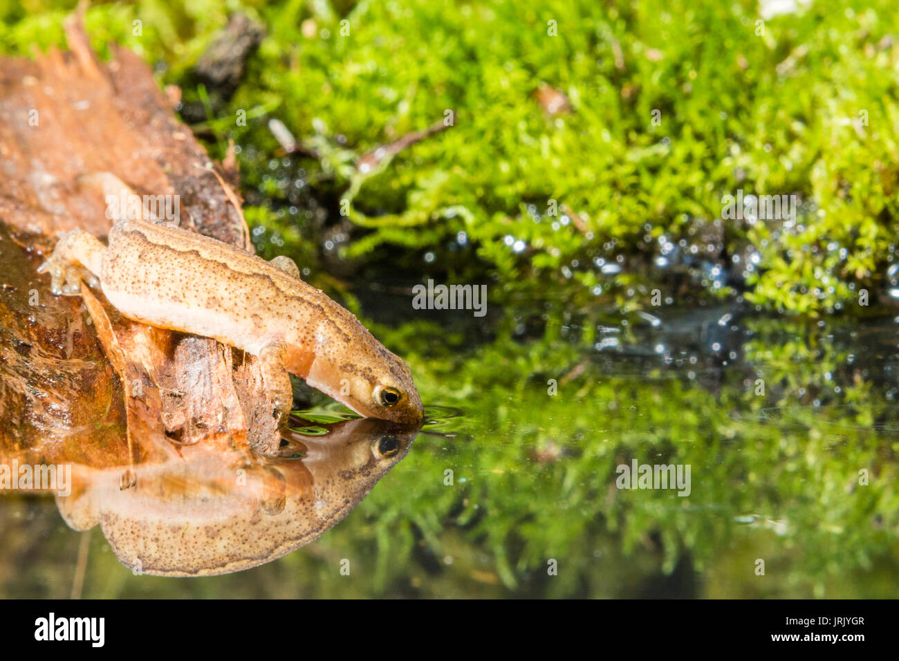 Smooth newt in a natural environment with water and reflections Stock ...