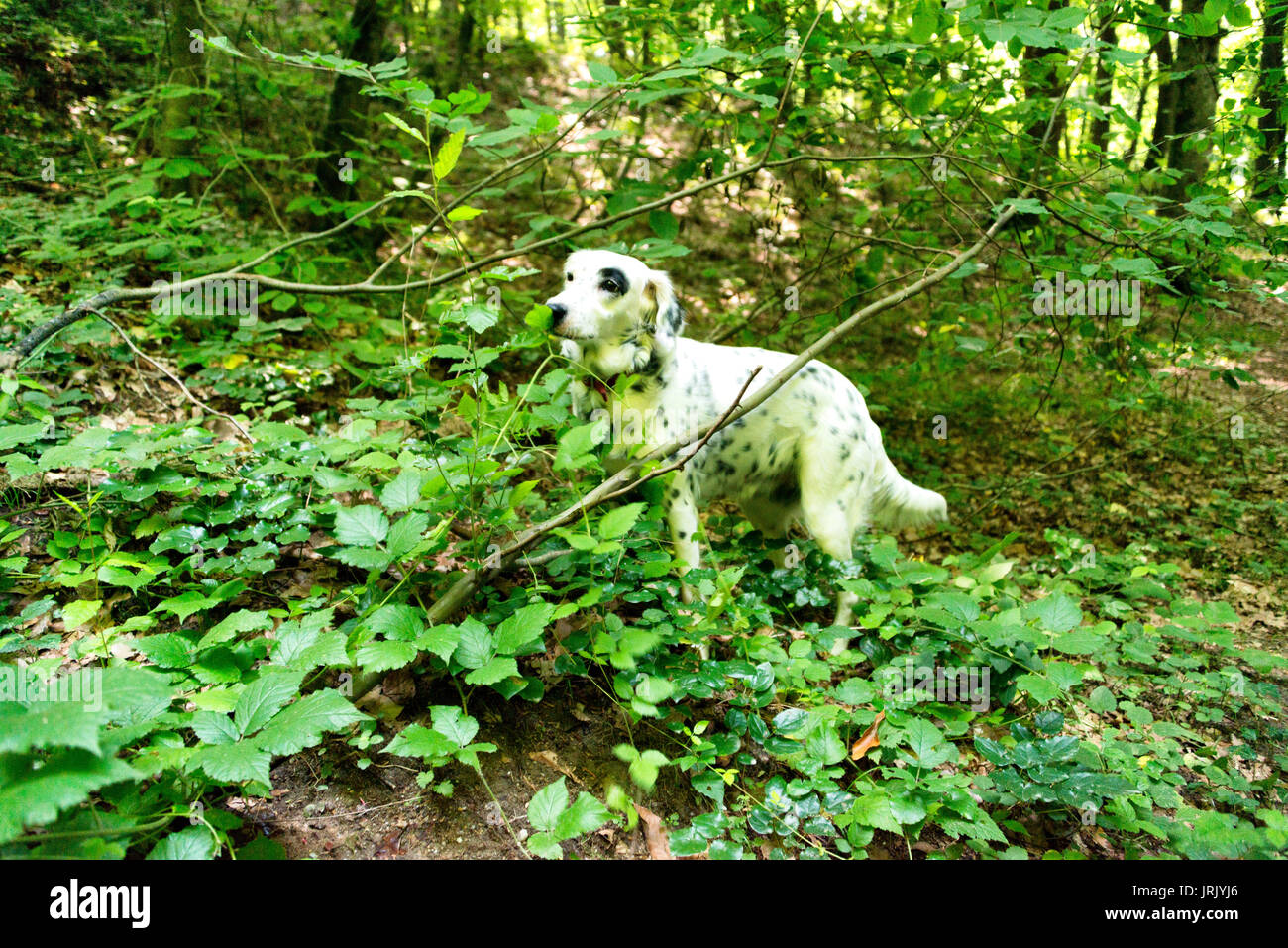 English setter dog in the forest park Stock Photo - Alamy