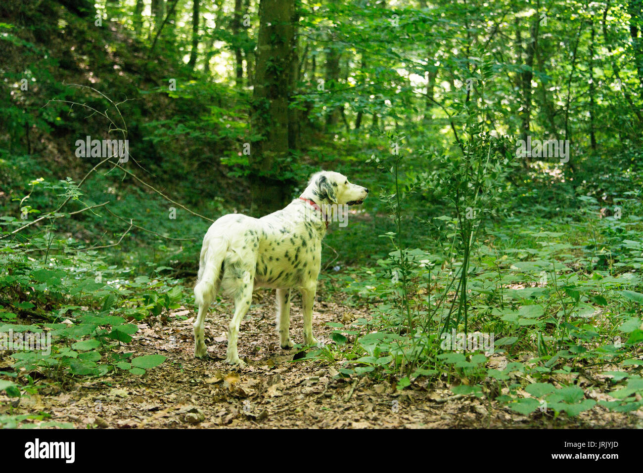 White english setter puppy hi-res stock photography and images - Alamy