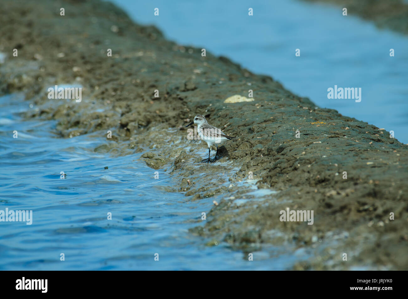 Spoon-billed sandpiper (Calidris pygmaea) in nature Thailand Stock ...