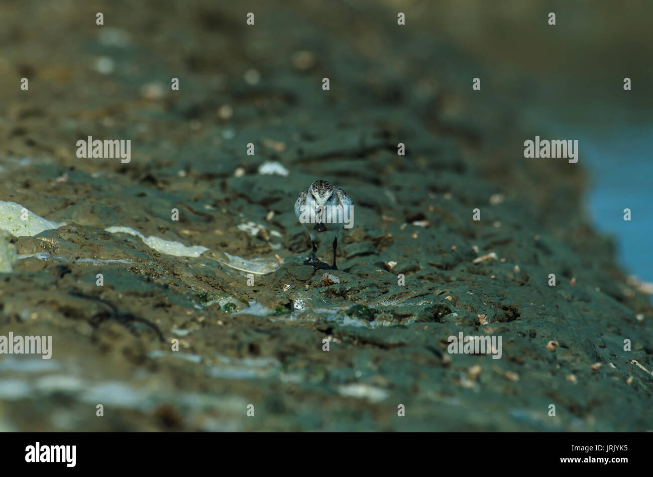 Calidris pygmaea hi-res stock photography and images - Alamy