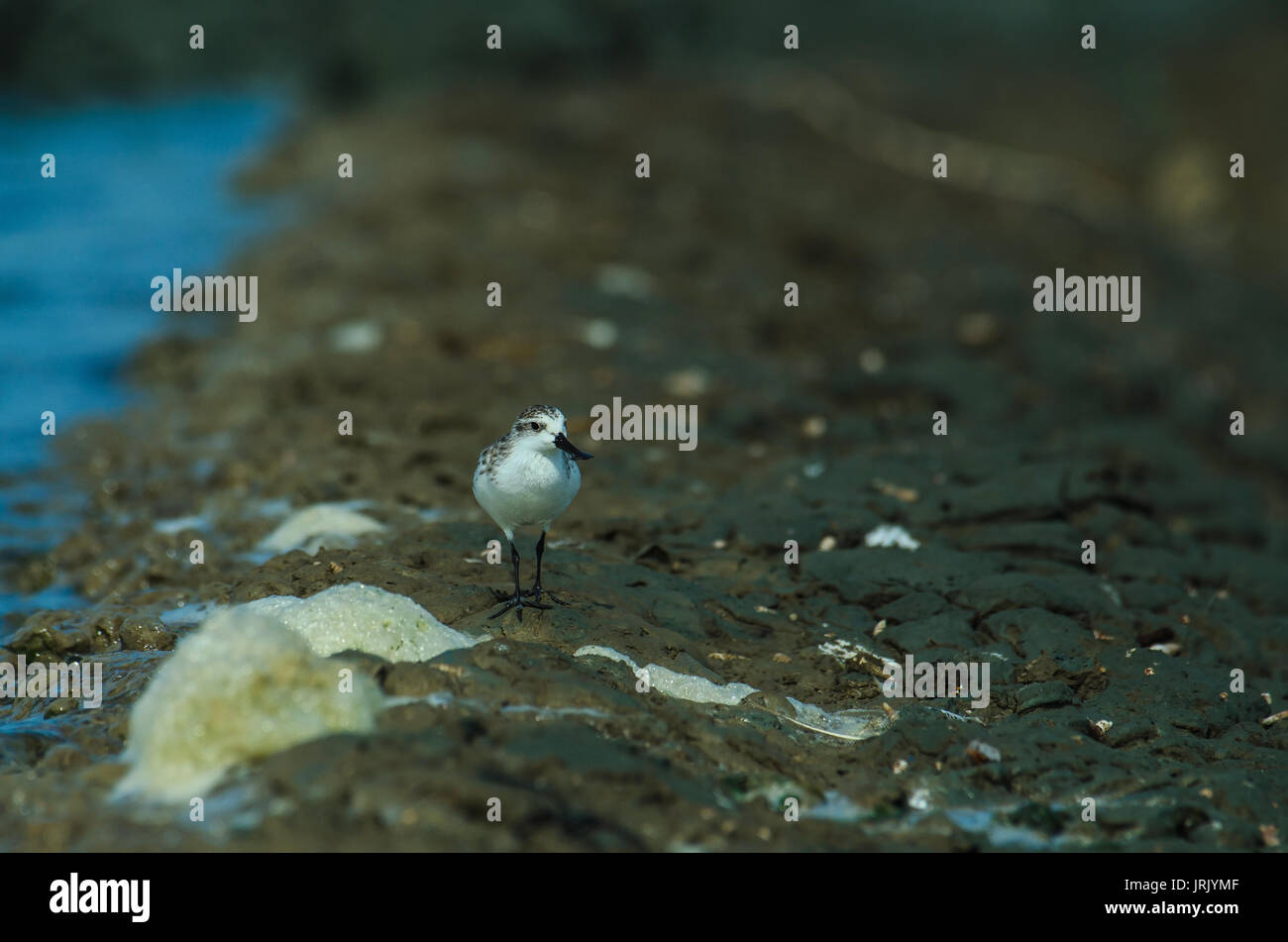 Calidris pygmaea hi-res stock photography and images - Alamy