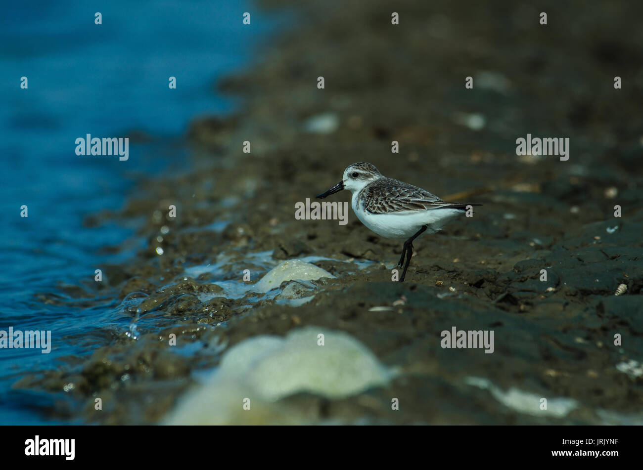 Spoon-billed sandpiper (Calidris pygmaea) in nature Thailand Stock ...