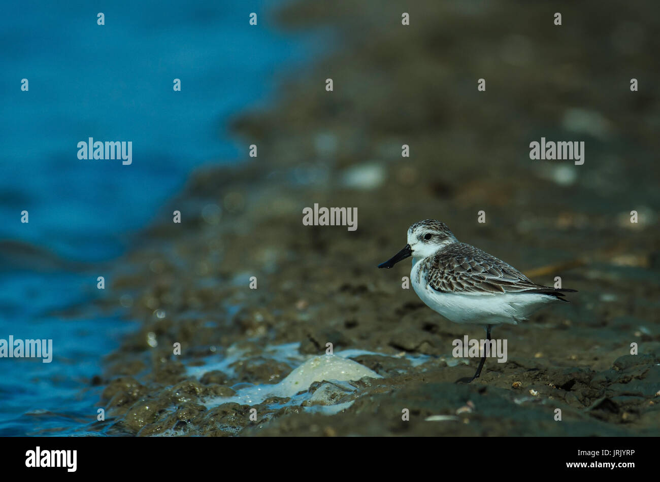 Spoon-billed sandpiper (Calidris pygmaea) in nature Thailand Stock ...