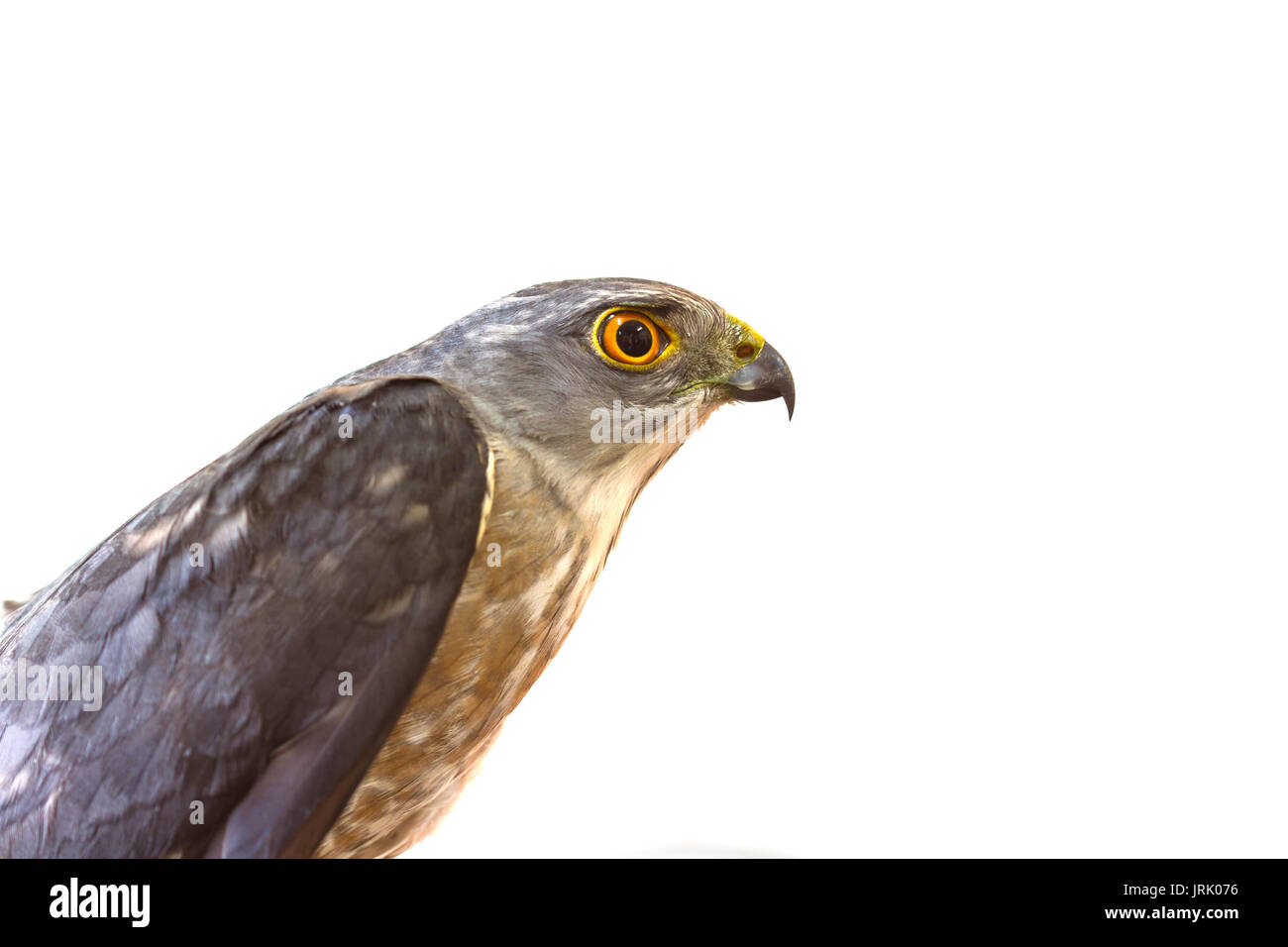 Closeup Besra or Little Sparrow Hawks (Accipiter virgatus Stock Photo ...