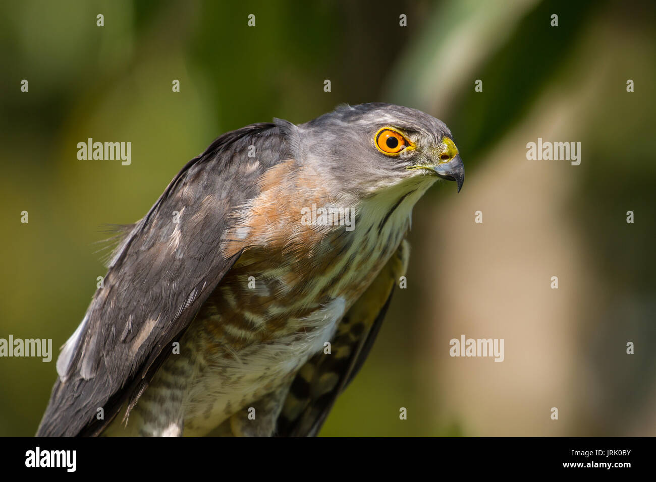 Besra bird hi-res stock photography and images - Alamy