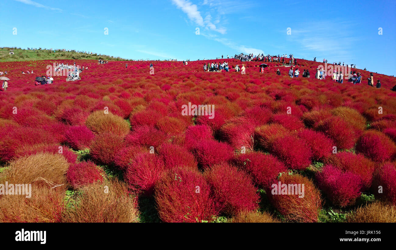 Kochia Bush Flowers at Hitachi Seaside Park, Ibaraki, Japan Stock Photo ...