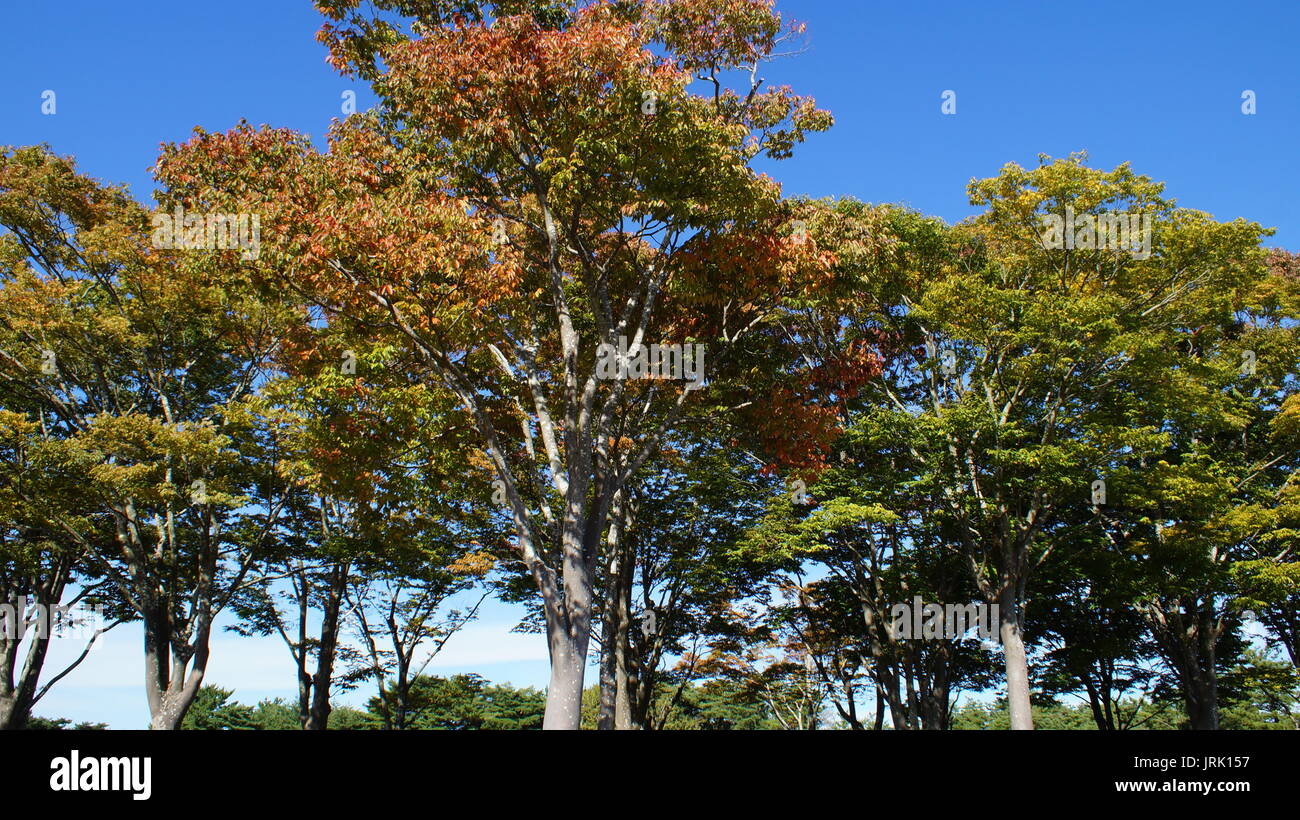 Browning Trees at Hitachi Seaside Park, Ibararaki, Japan Stock Photo ...