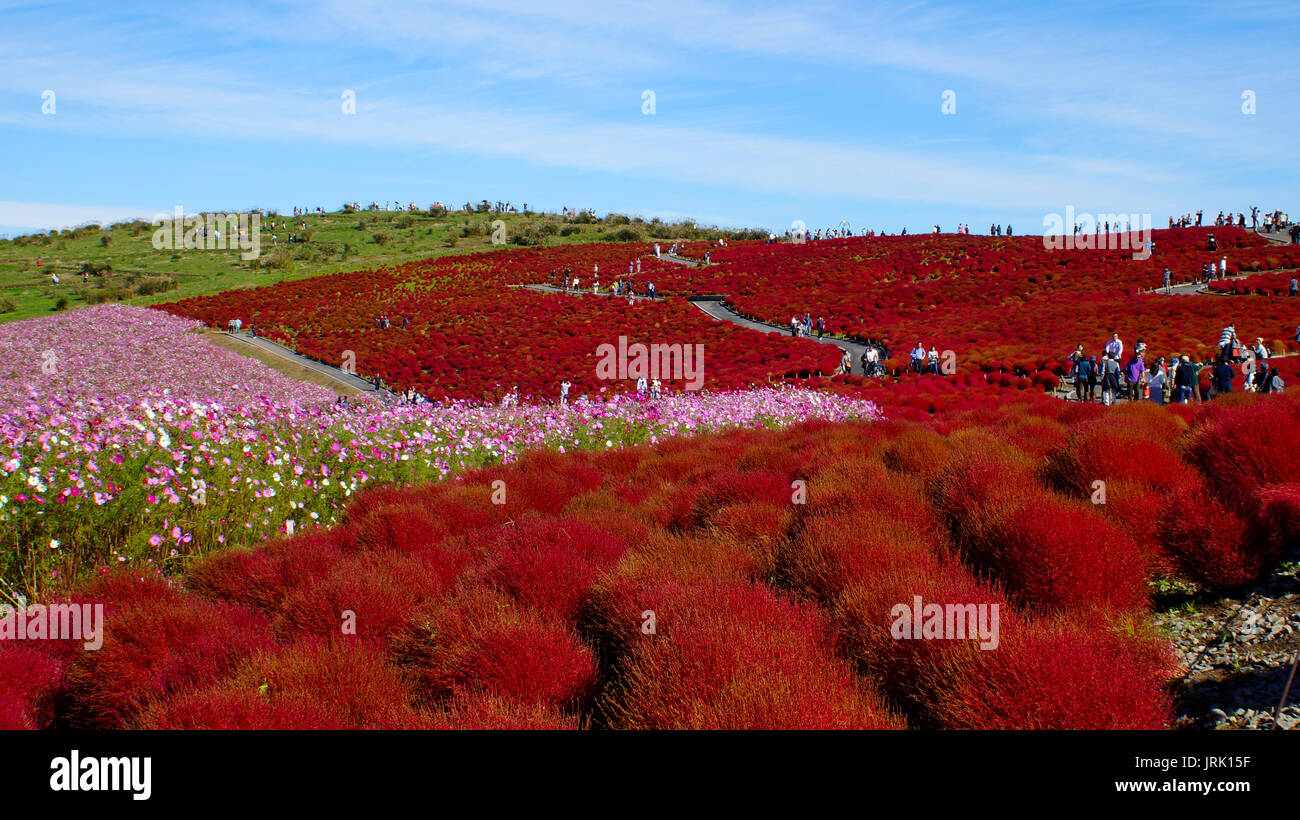 Kochia Bush Flowers at Hitachi Seaside Park, Ibaraki, Japan Stock Photo ...