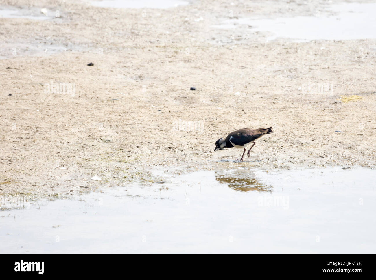 Lapwing on waters edge digging for food Stock Photo - Alamy
