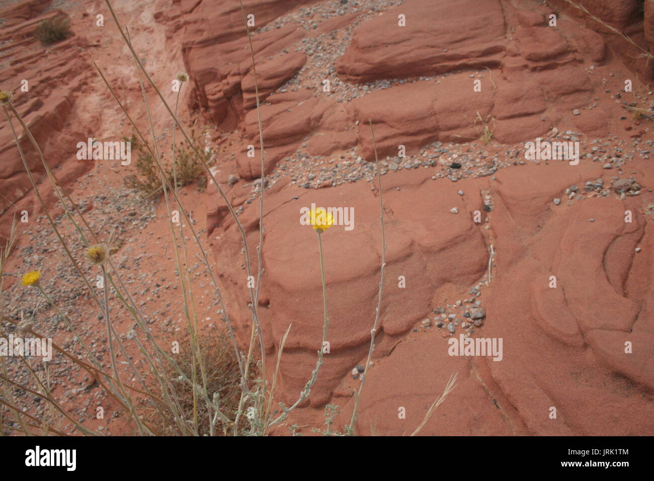 Desert flowers in Valley of Fire Stock Photo - Alamy