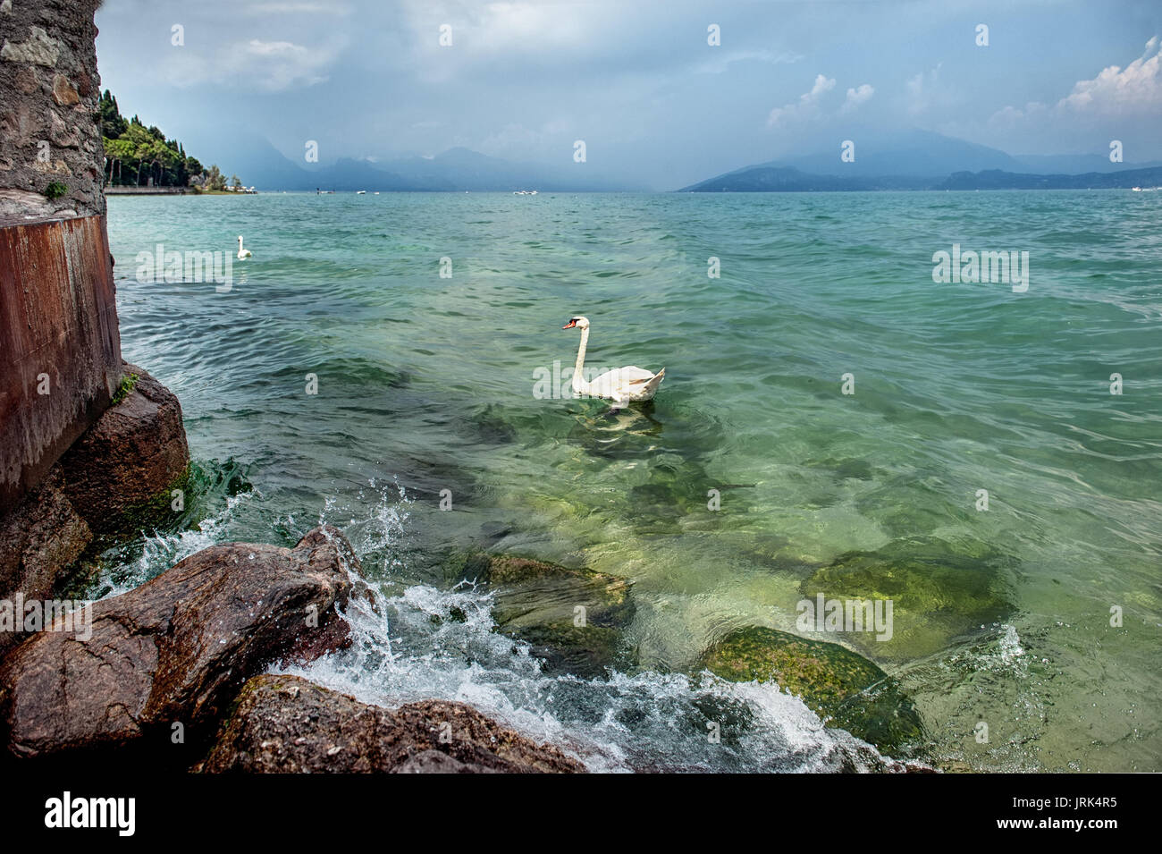 Beautiful water landscape with a Swan in Sirmione on lake Garda, Italy ...