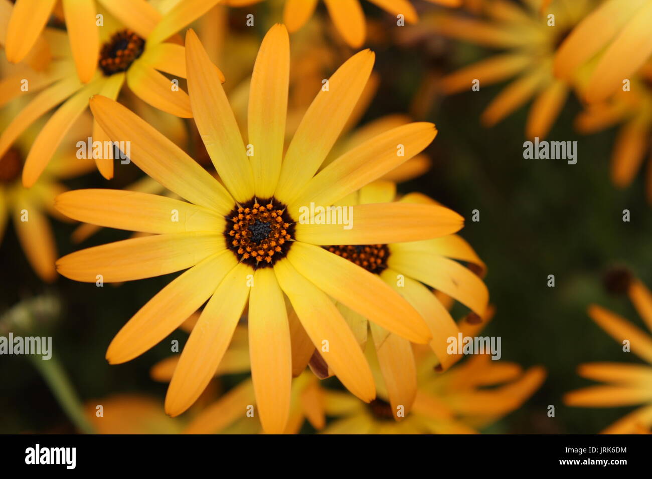Detail of yellow daisy Stock Photo - Alamy
