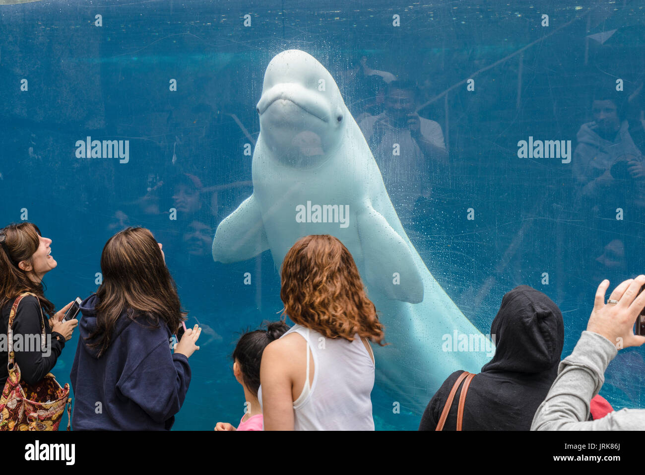 Beluga whale interacting with visitors at the Mystic Aquarium & Institute for Exploration Stock ...