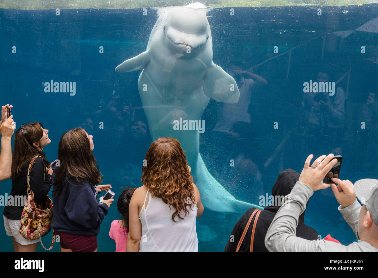 Beluga whale interacting with visitors at the Mystic Aquarium & Institute for Exploration Stock ...