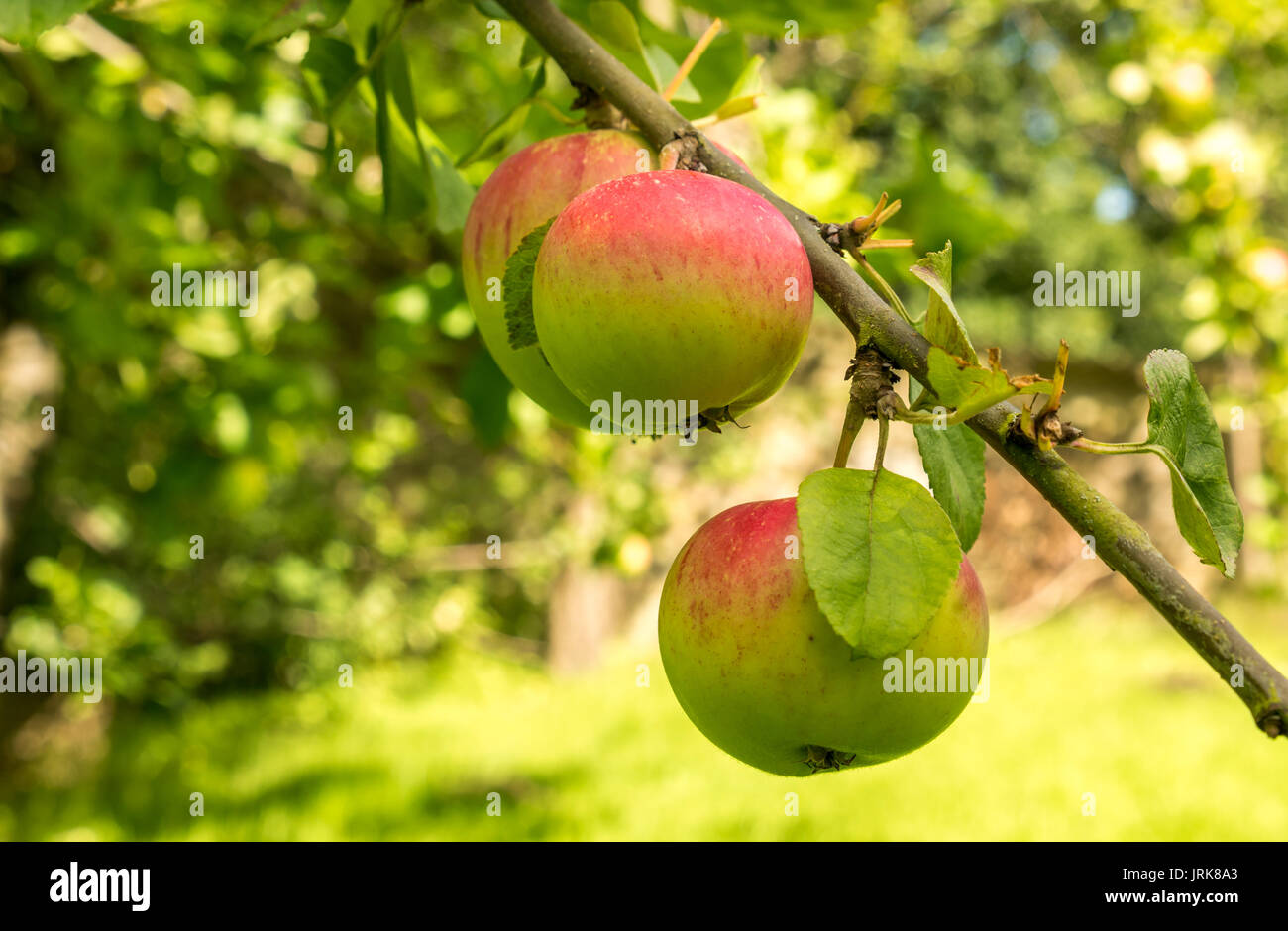 Summer in orchard hi-res stock photography and images - Alamy