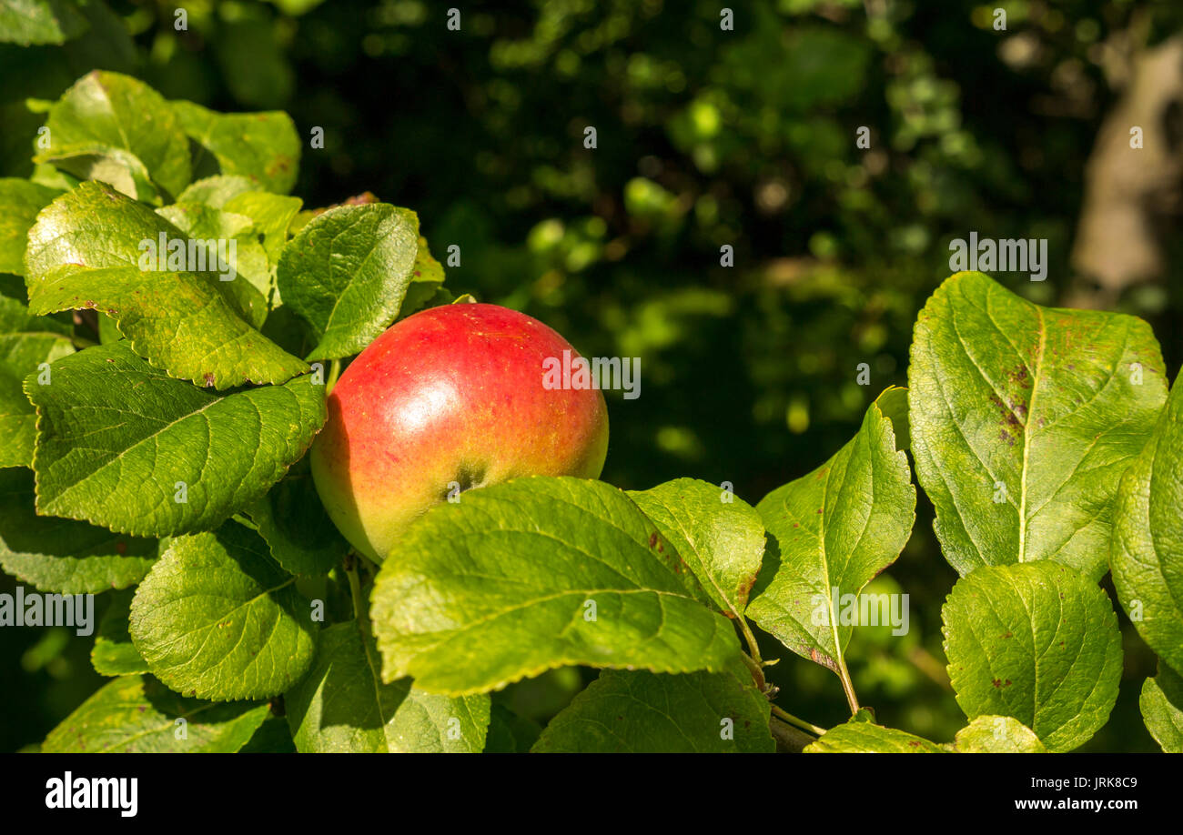 Close up of single eating apple growing on apple tree in orchard on ...