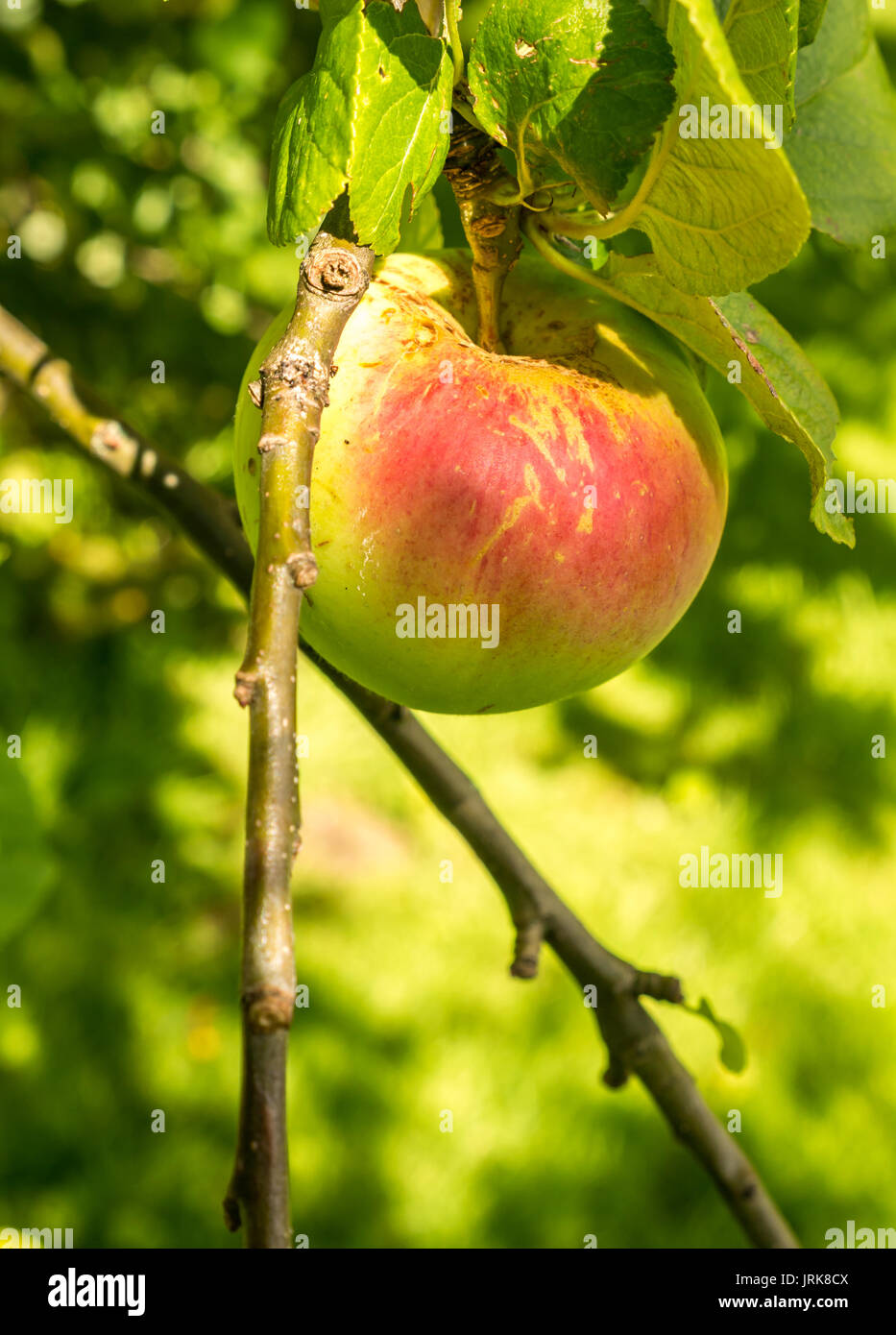 Red apple orchard hi-res stock photography and images - Alamy
