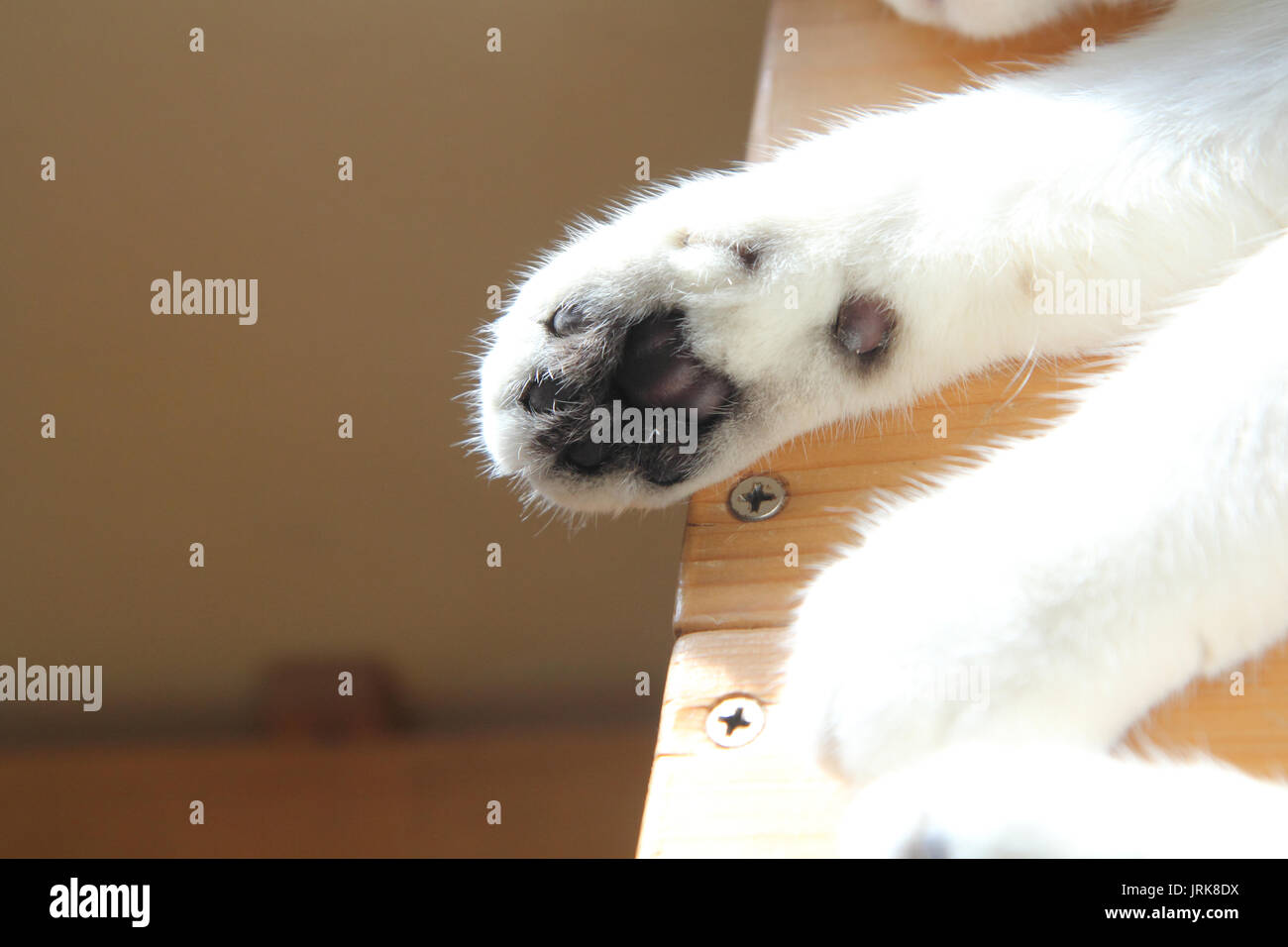 Cats foot hi-res stock photography and images - Alamy
