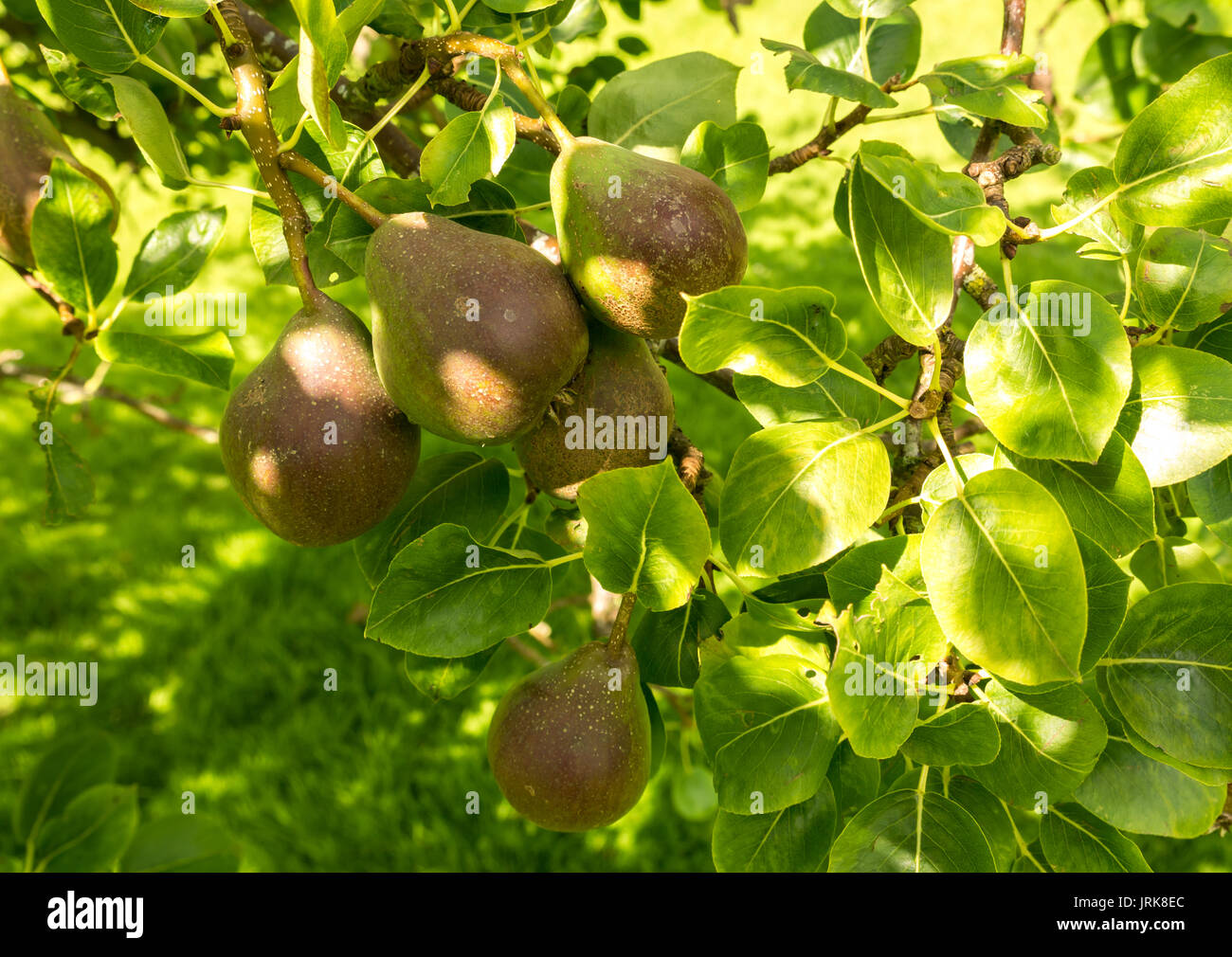 Pear tree garden hi-res stock photography and images - Alamy