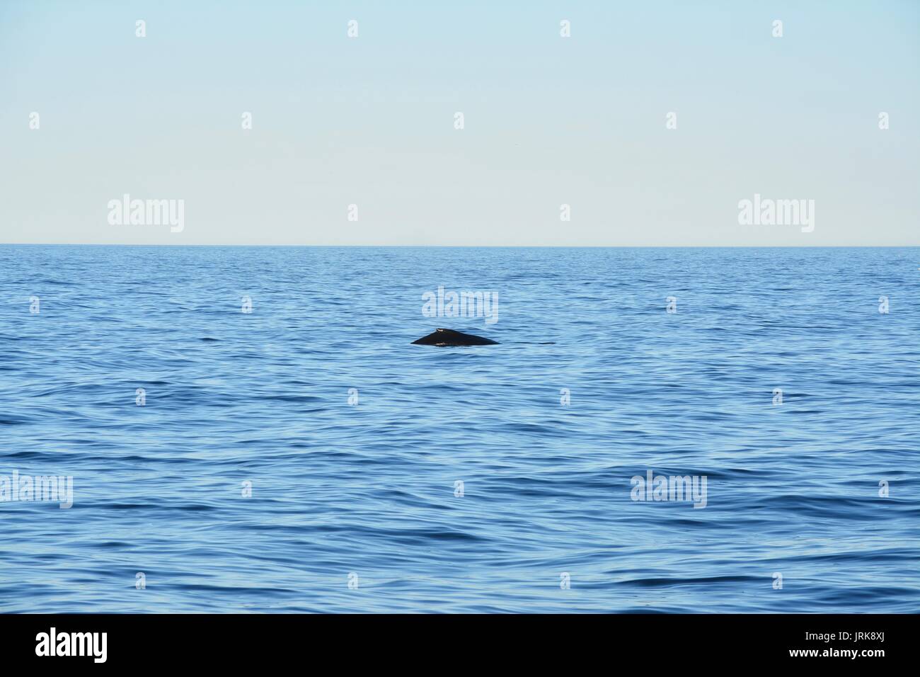 Right Whales spotted swimming off Provincetown, Cape Cod while on a ...