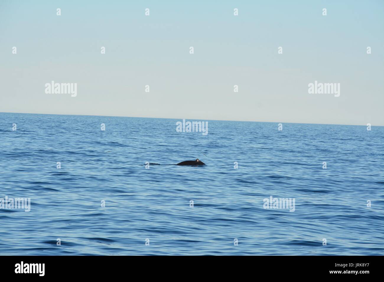 Right Whales spotted swimming off Provincetown, Cape Cod while on a ...