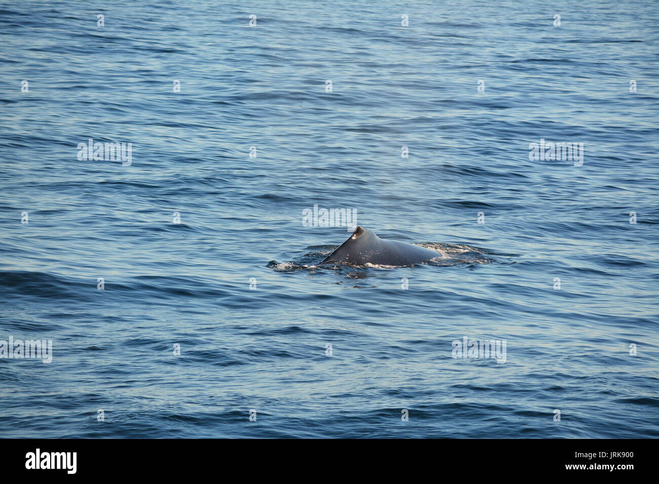 Right Whales spotted swimming off Provincetown, Cape Cod while on a ...