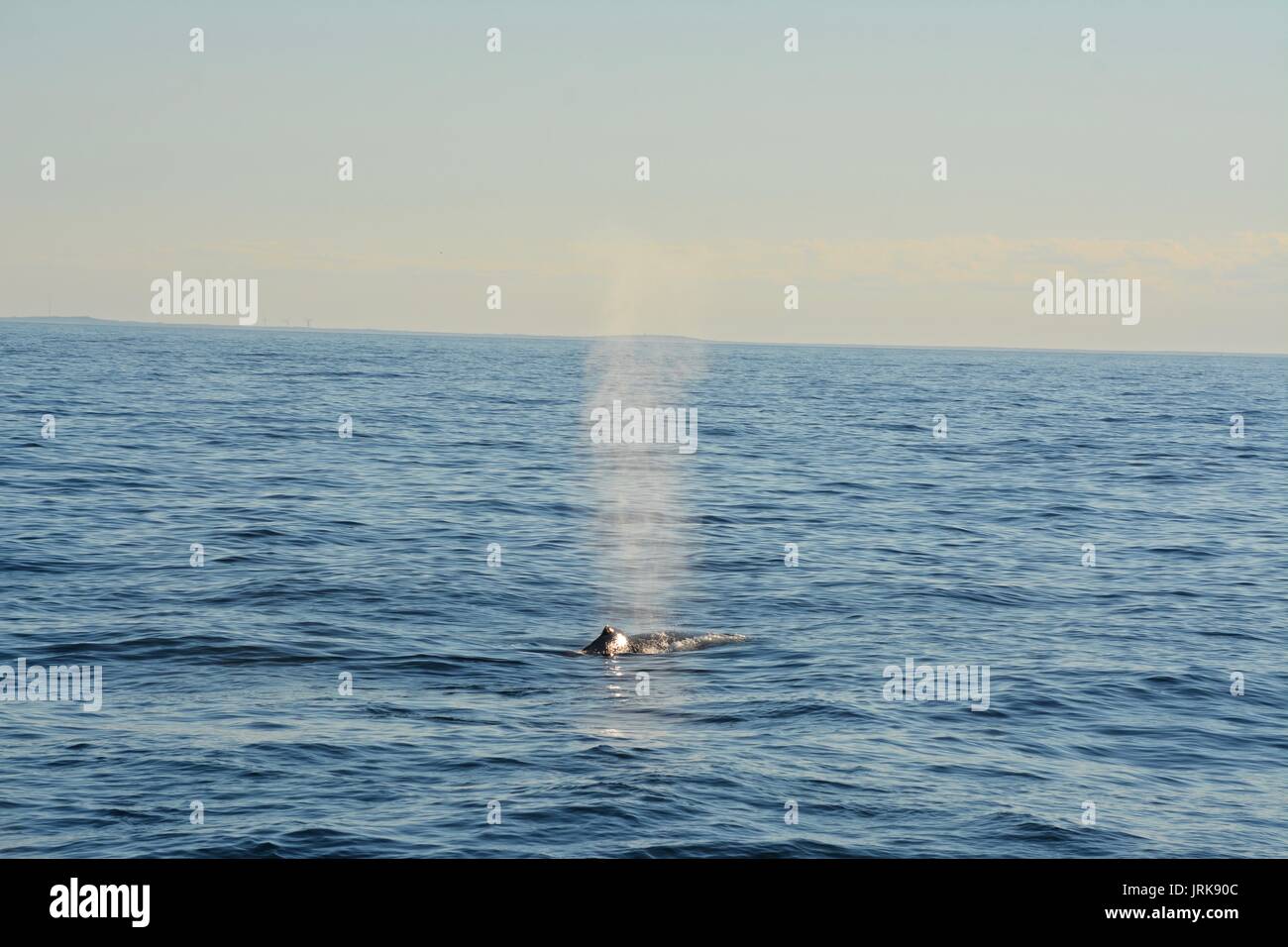 Right Whales spotted swimming off Provincetown, Cape Cod while on a ...