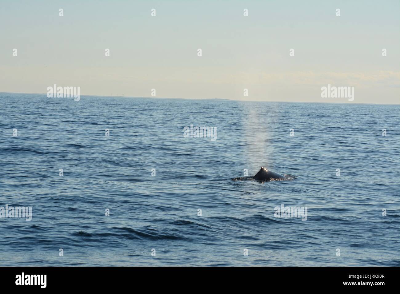 Right Whales spotted swimming off Provincetown, Cape Cod while on a ...