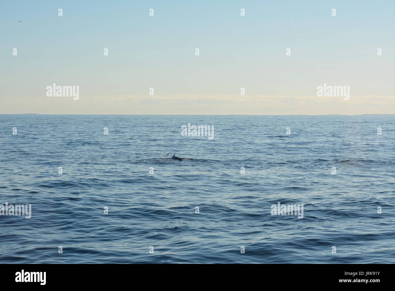 Right Whales spotted swimming off Provincetown, Cape Cod while on a ...