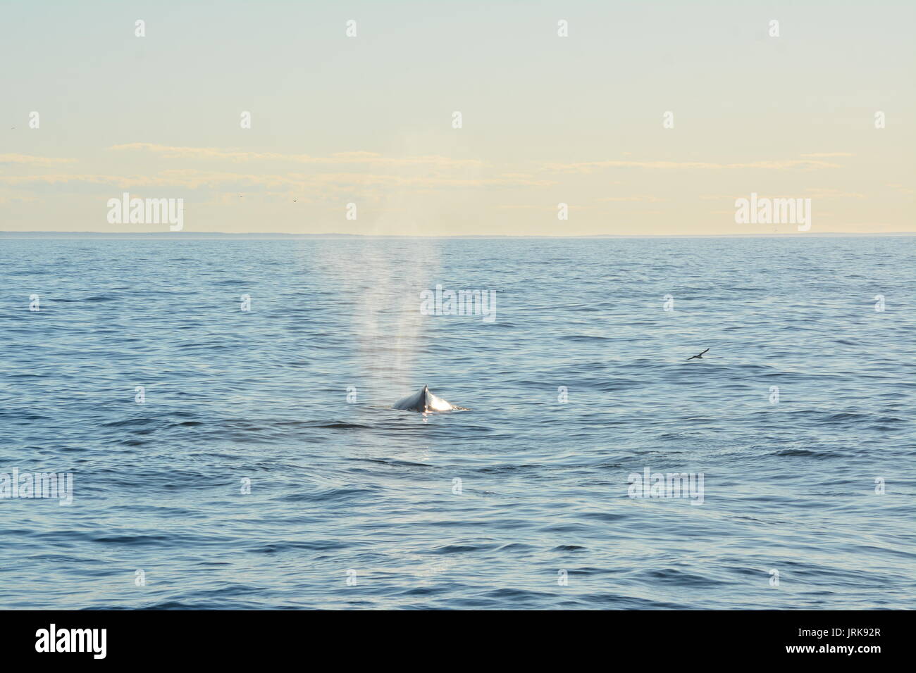 Right Whales spotted swimming off Provincetown, Cape Cod while on a ...