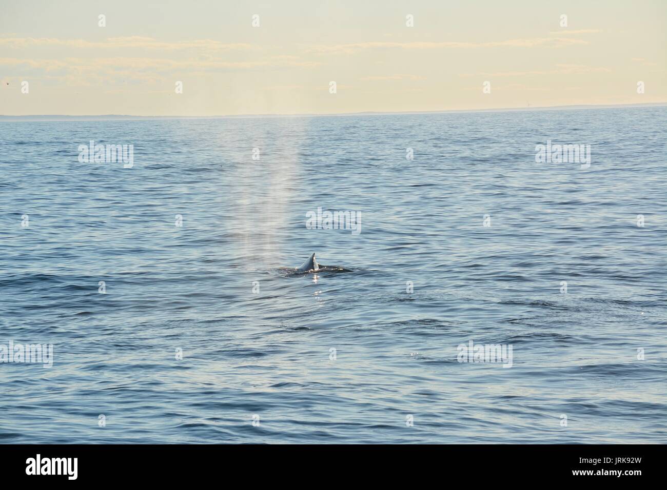Right Whales spotted swimming off Provincetown, Cape Cod while on a ...