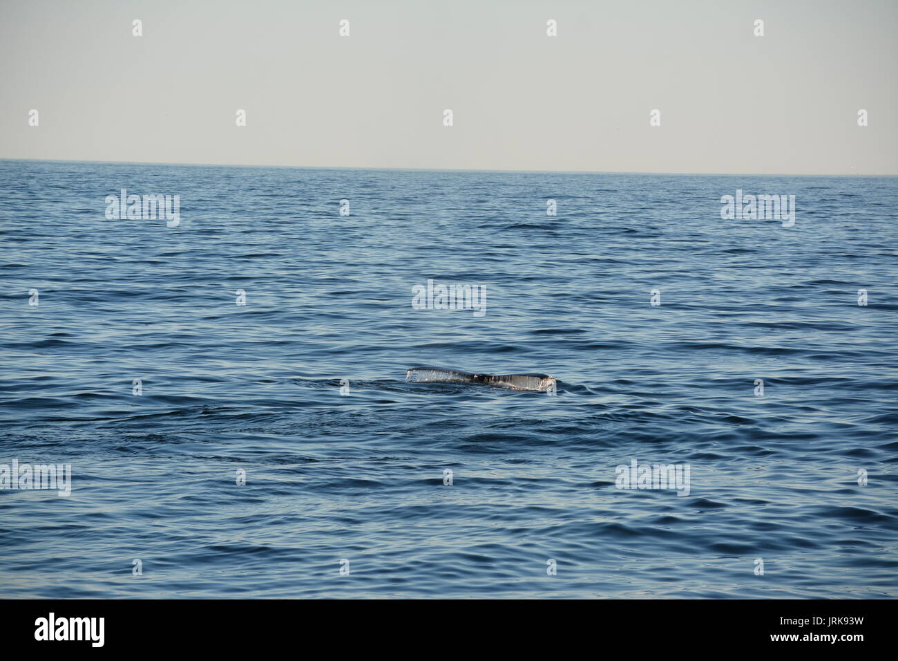 Right Whales spotted swimming off Provincetown, Cape Cod while on a ...