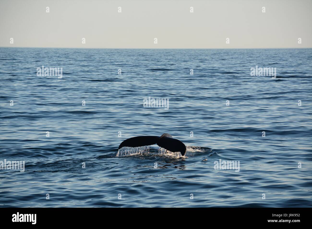 Right Whales spotted swimming off Provincetown, Cape Cod while on a ...