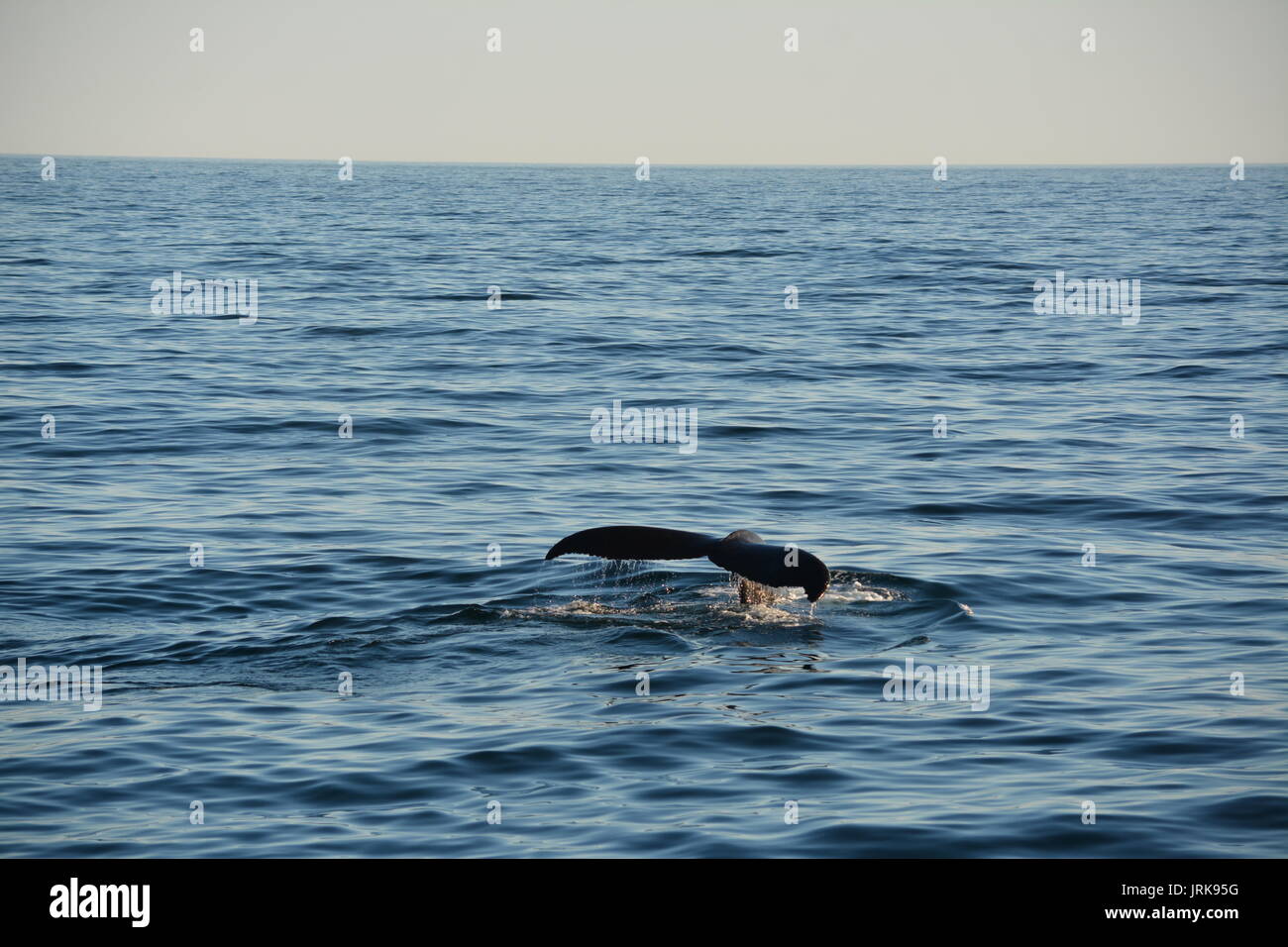 Right Whales spotted swimming off Provincetown, Cape Cod while on a ...