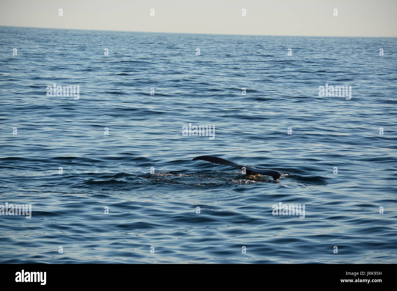 Right Whales spotted swimming off Provincetown, Cape Cod while on a ...
