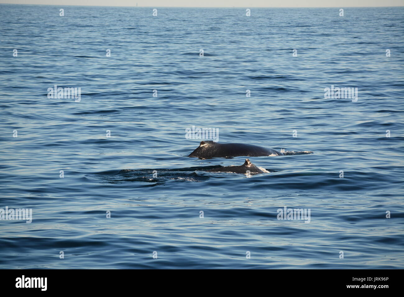Right Whales spotted swimming off Provincetown, Cape Cod while on a ...