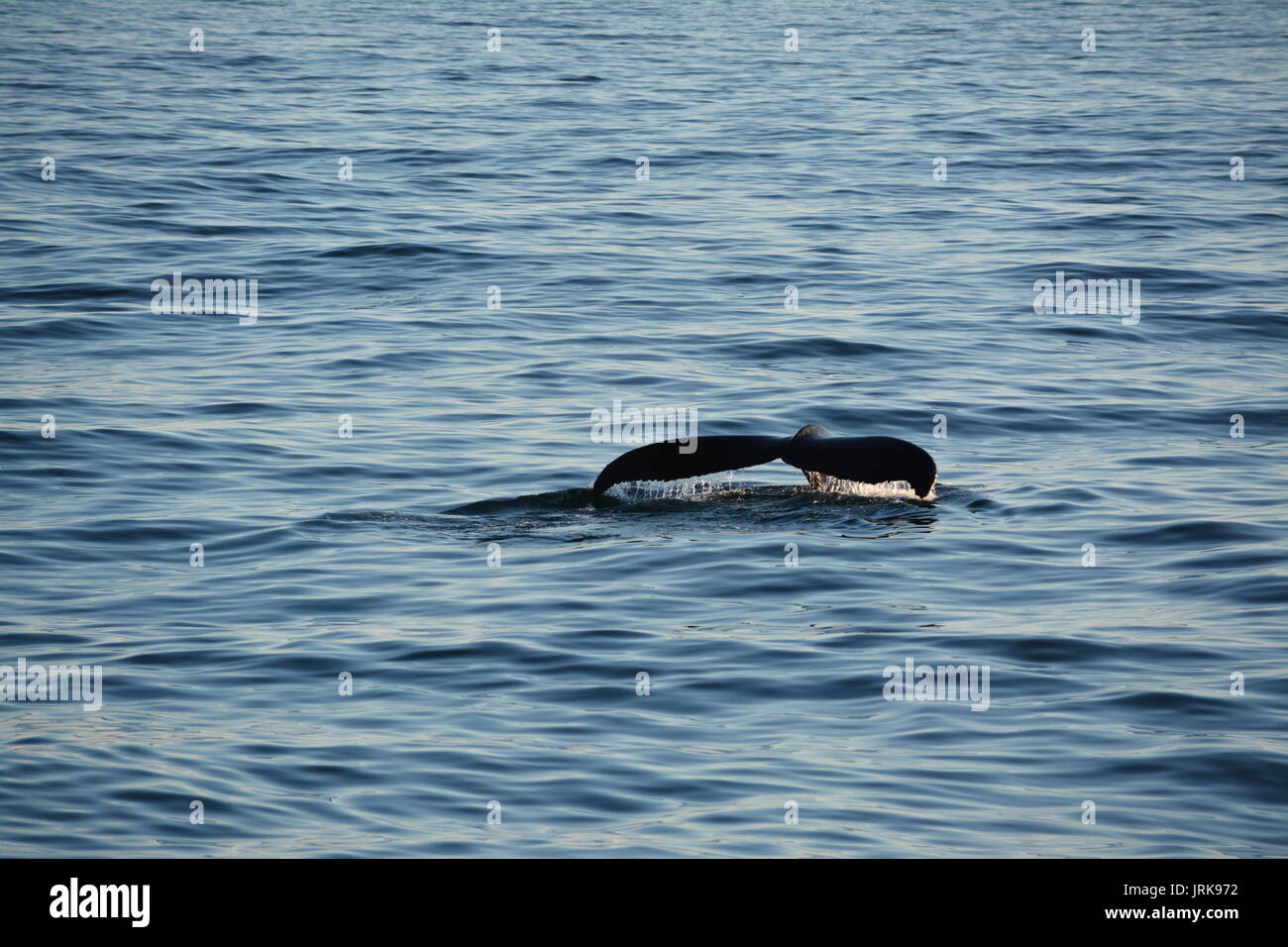 Right Whales spotted swimming off Provincetown, Cape Cod while on a ...