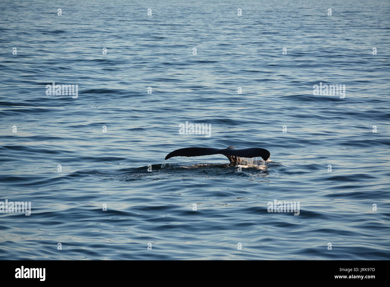 Right Whales spotted swimming off Provincetown, Cape Cod while on a ...
