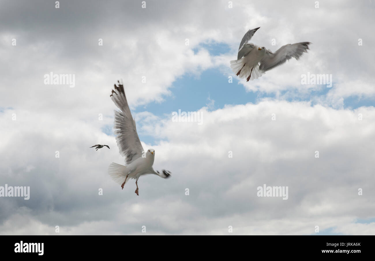 couple of seagull dancing and flying in the sky Stock Photo - Alamy