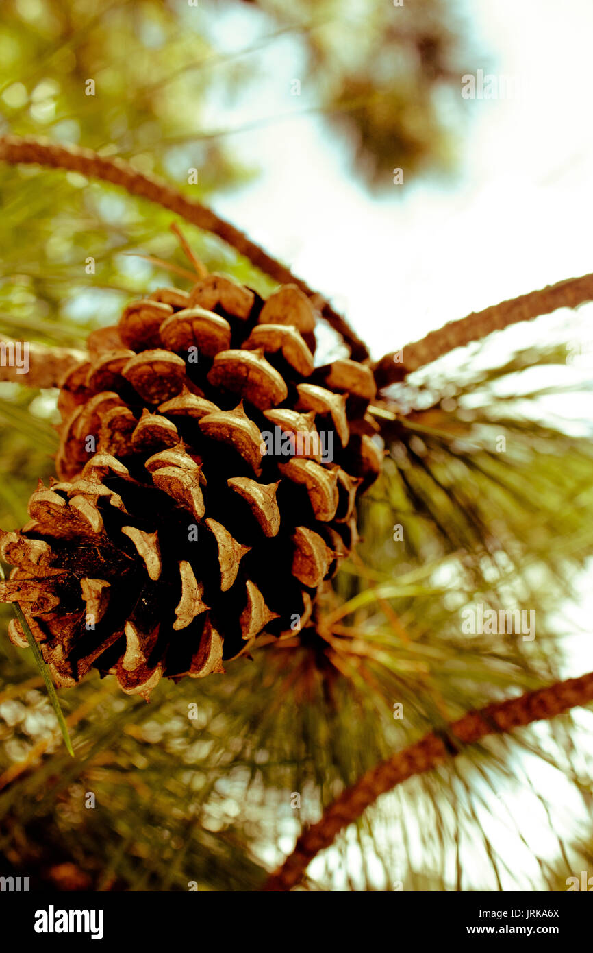 Photographer icons hi-res stock photography and images - Alamy