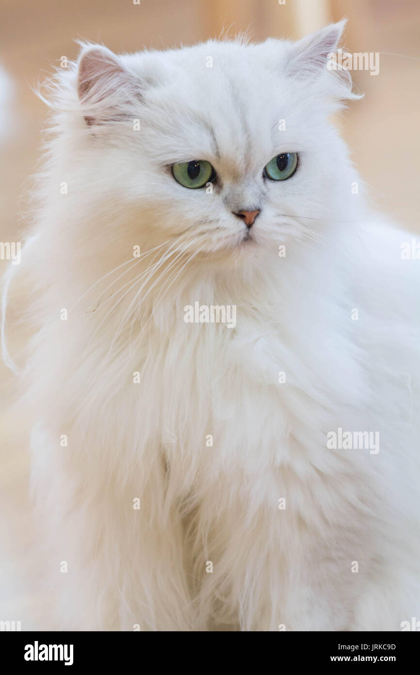 White Persian cats Stock Photo - Alamy