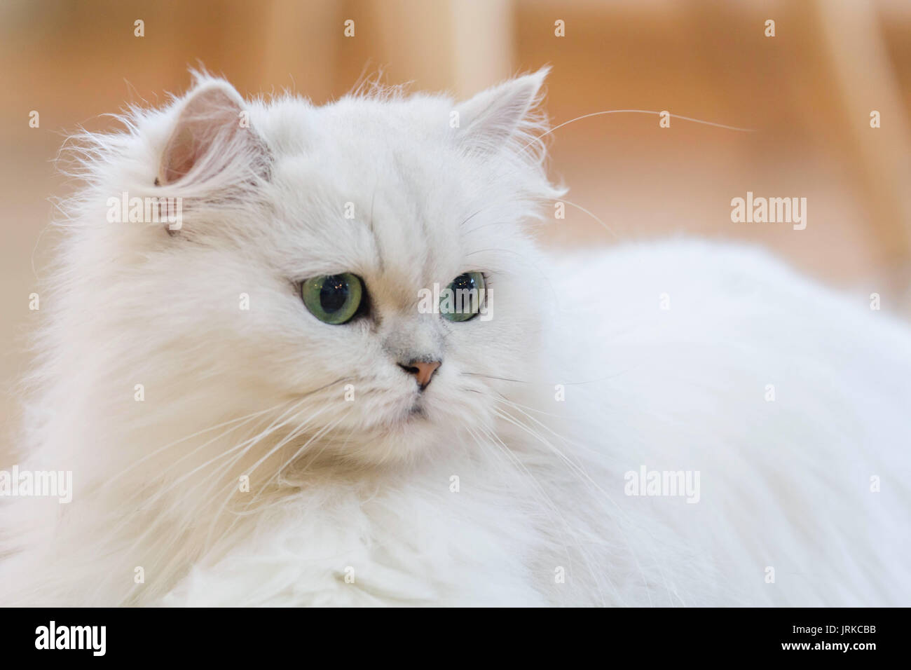 White Persian cats Stock Photo - Alamy