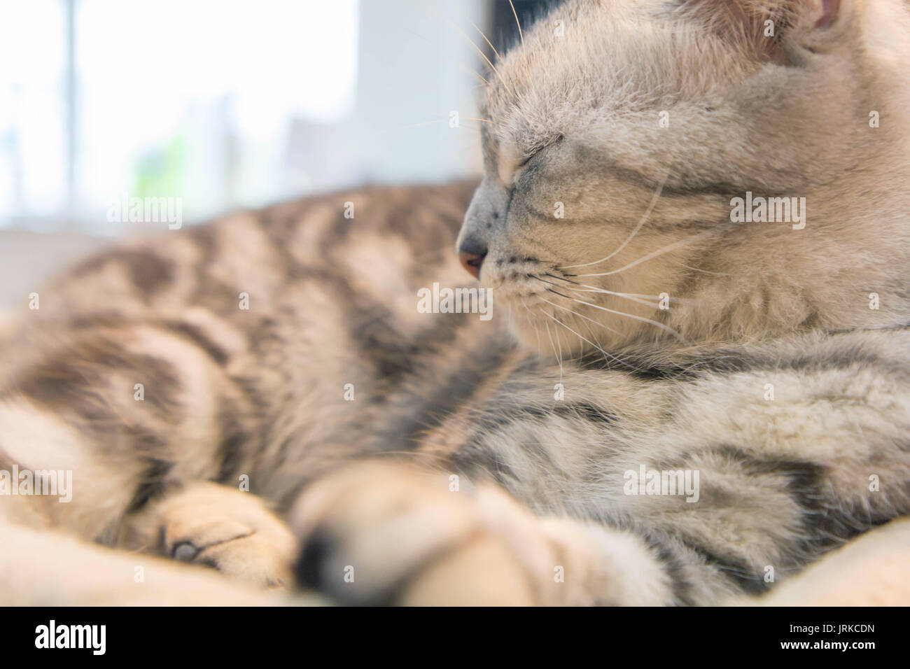American shorthair cat bed hi-res stock photography and images - Alamy