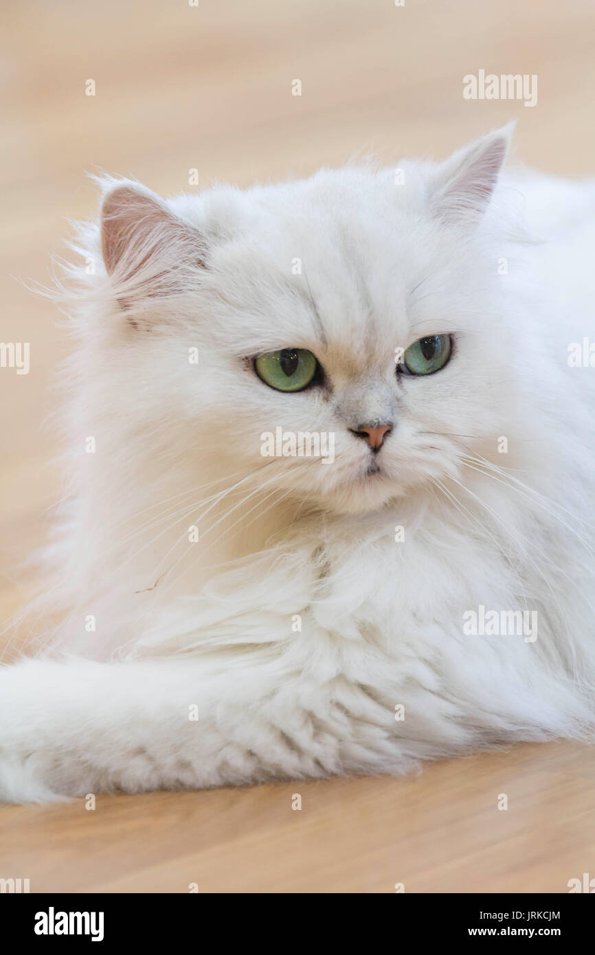 White Persian cats Stock Photo - Alamy