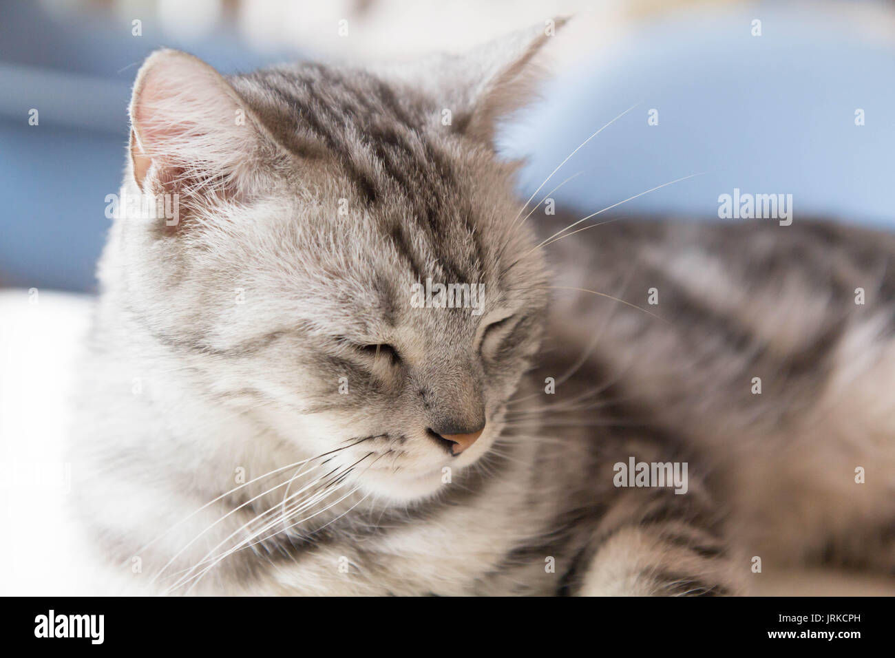 American shorthair cat bed hi-res stock photography and images - Alamy