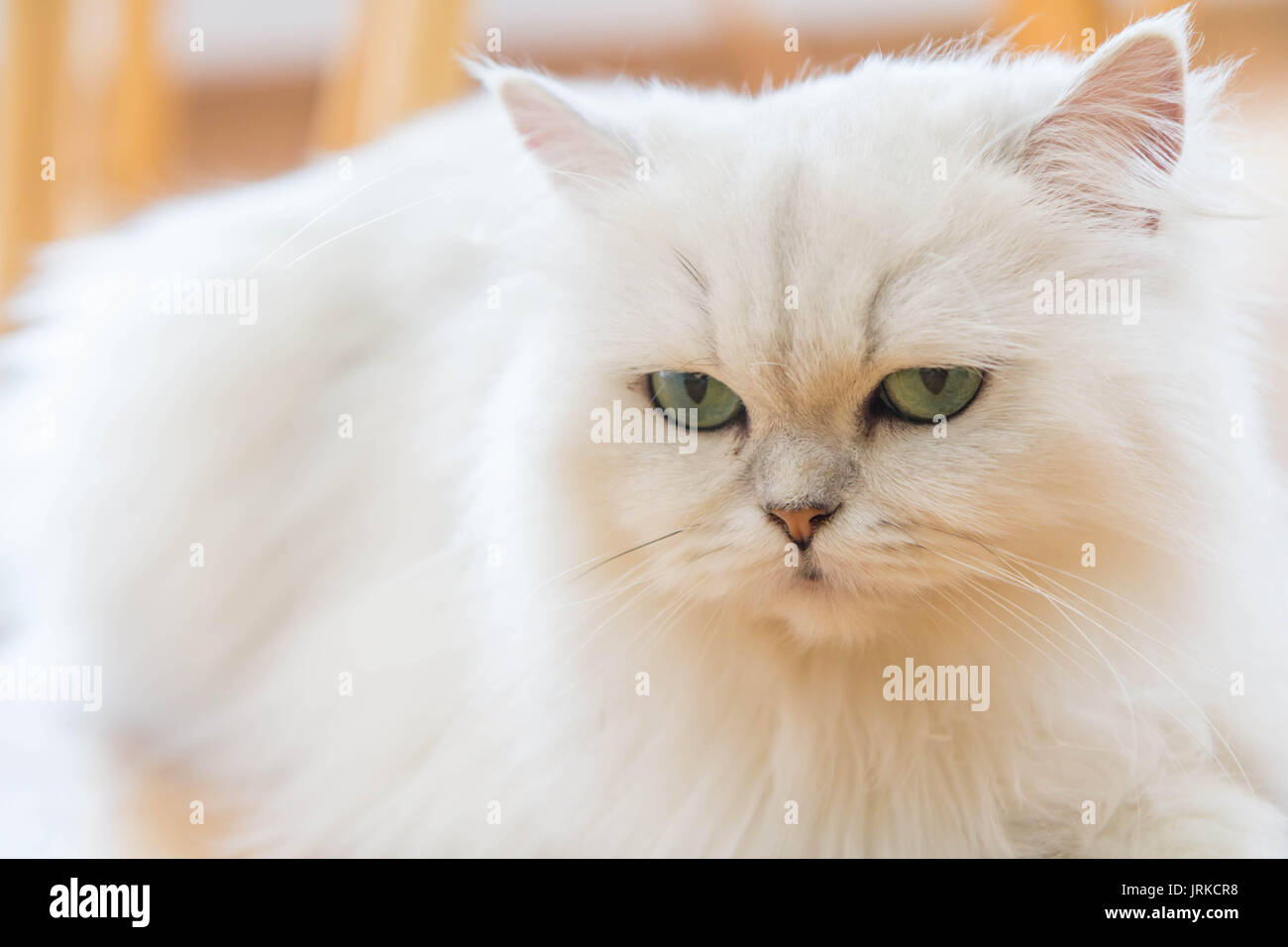 White Persian cats Stock Photo - Alamy