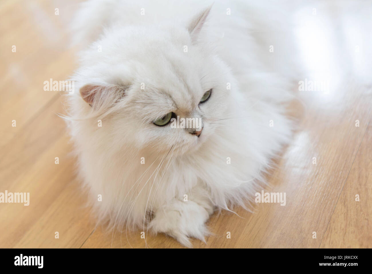 White Persian cats Stock Photo - Alamy